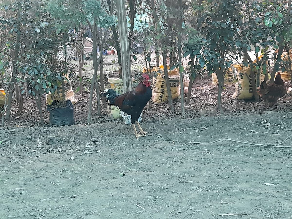 Country chicken home delivery https://www.rawhalalchicken.com ...