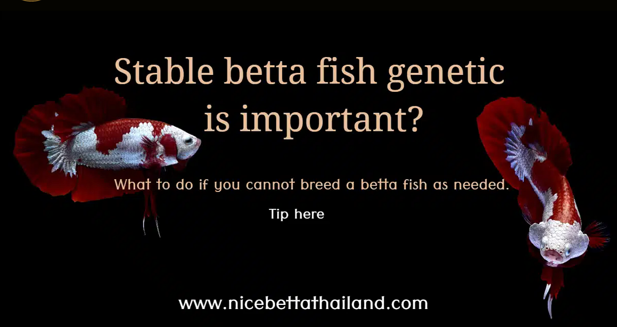 Stable betta fish genetic is important for breeding? - Nice Betta ...