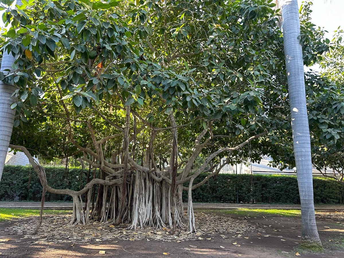 The Banyan Tree: A metaphor of life. | by Rose Aguilar | ILLUMINATION ...