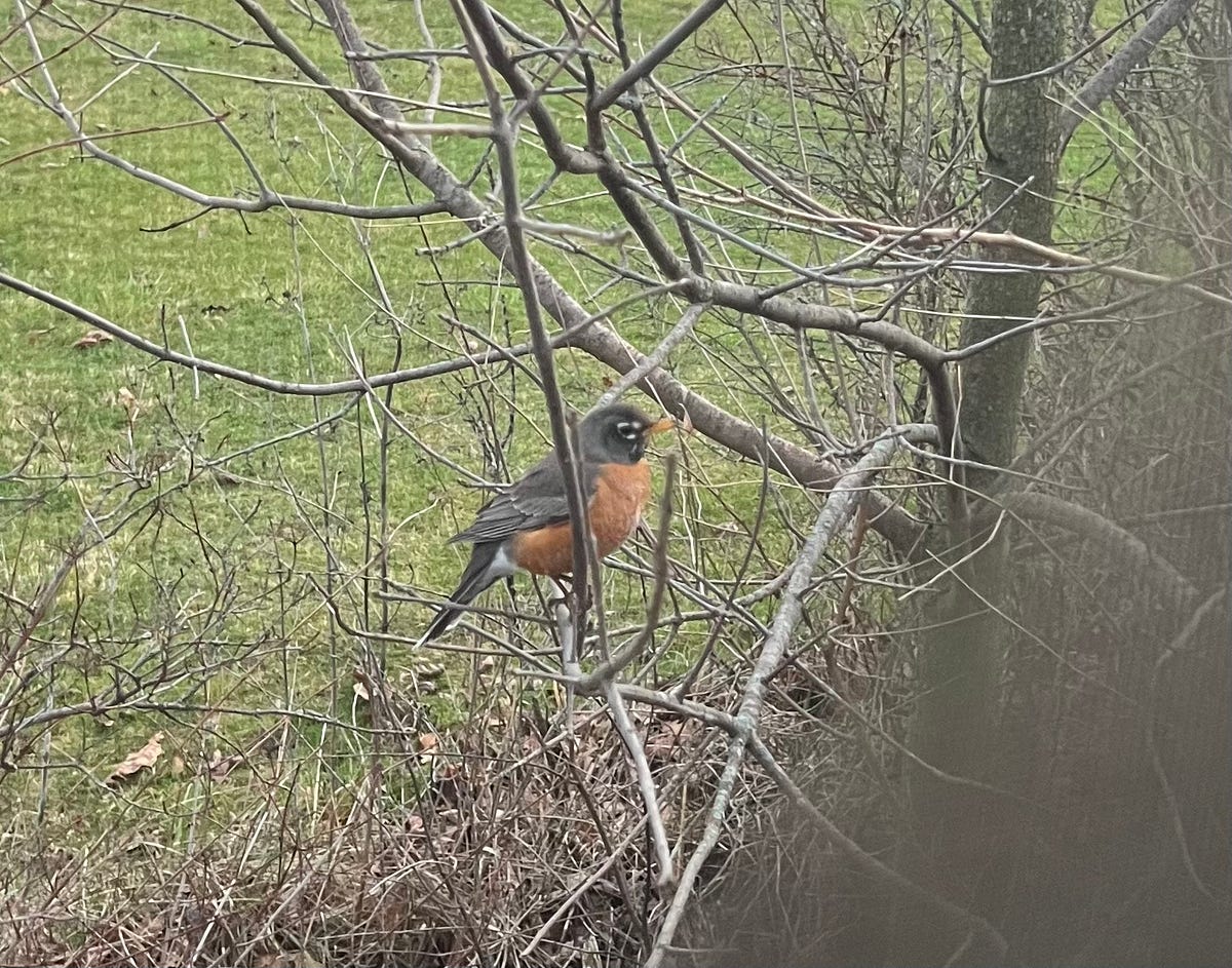 My Favorite Spring Bird is Not This Male Robin | by Julia A. Keirns ...