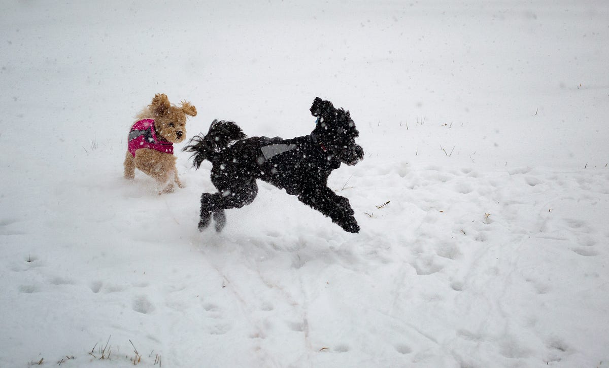 Dogs first blizzard for 2019. Bellow is a collection of pictures I ...
