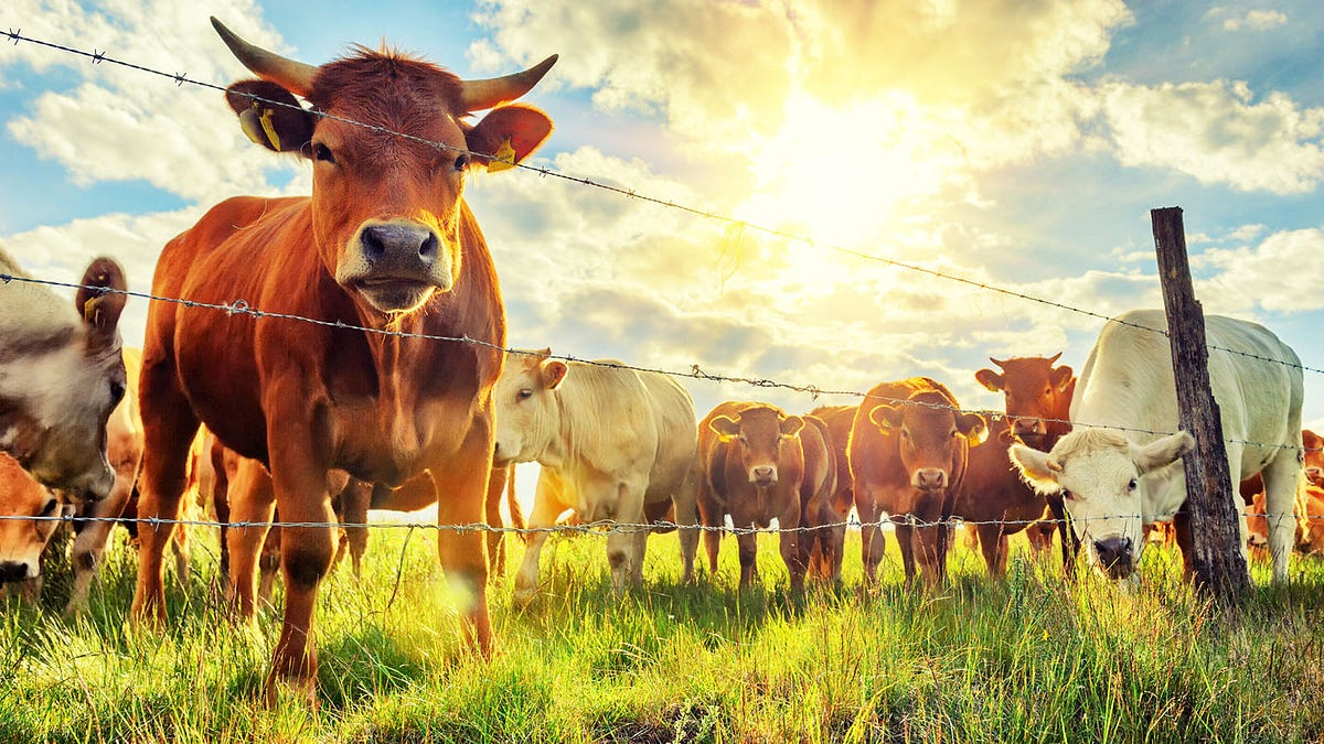 Moo-ving Towards Ethical Eating: The Dark Side of Dairy Production | by ...