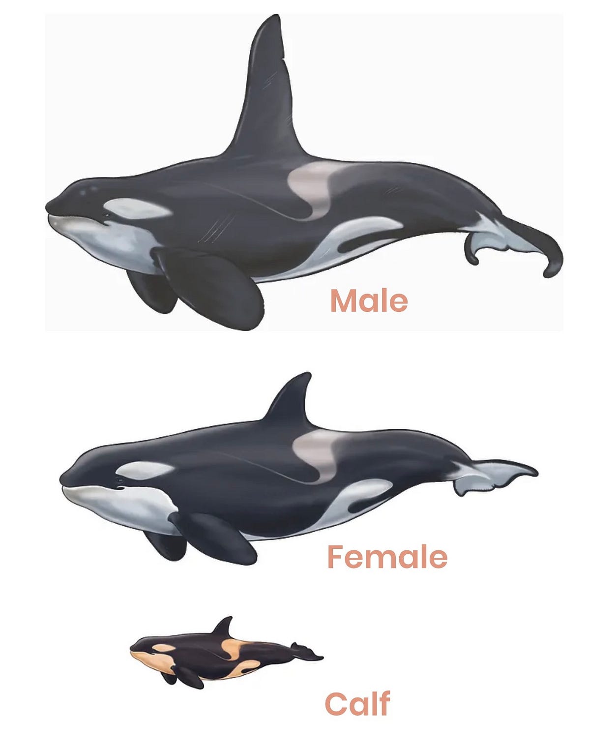 Are killer whales attempting to kill humans? | by Mariana | Medium