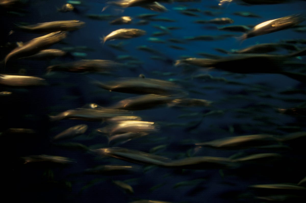 Life-Cycles. The Story of a Grandmother’s Lesson… | by Jessica Minier ...
