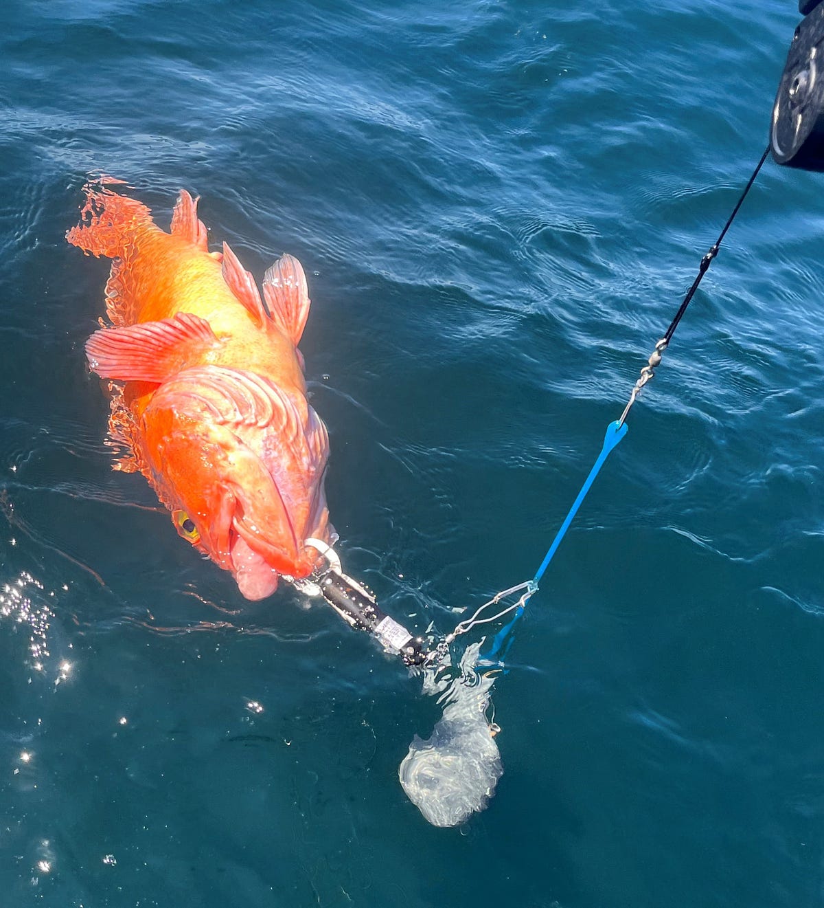 Halibut and lingcod fishing seasons begin in early May, anglers are ...