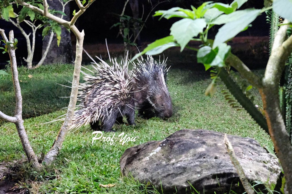 Malayan Porcupine (Hystrix brachyura) | by Kittiya Silawong | Medium