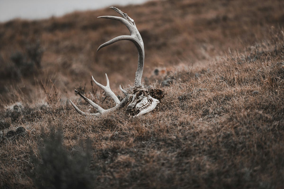Goodbye, Deer. With you somehow i chose to smile | by Maze Stories | Medium