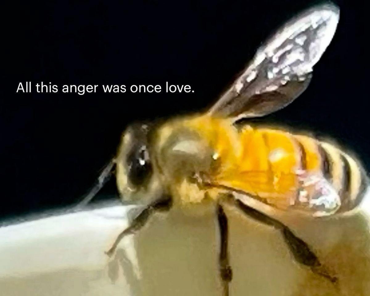 The Hidden Love Behind Our Anger. Embracing peace. Shedding old wounds ...