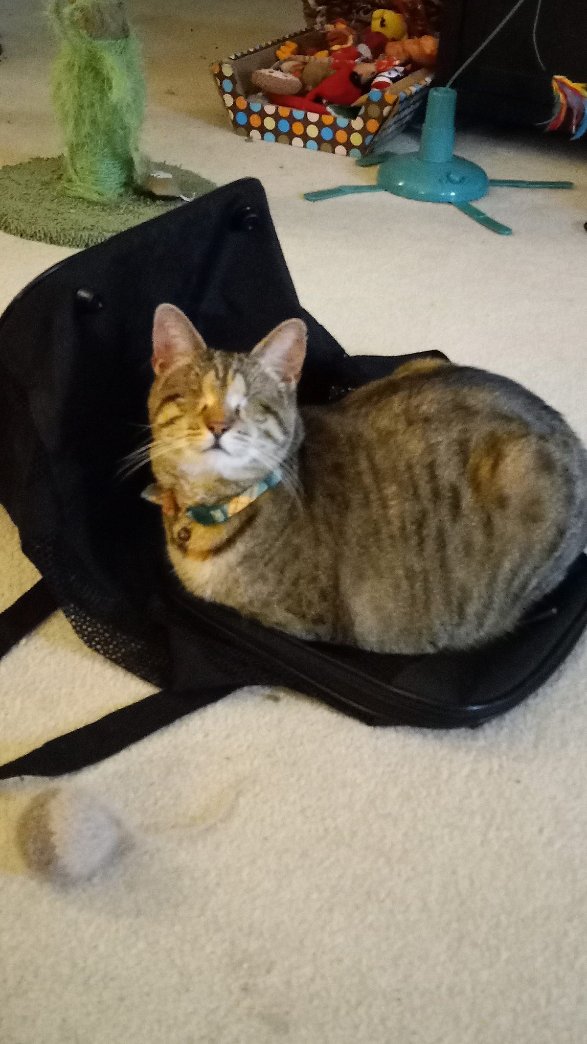 Scout’s Great Escape. How one cat can turn a trip to the vet… | by ...