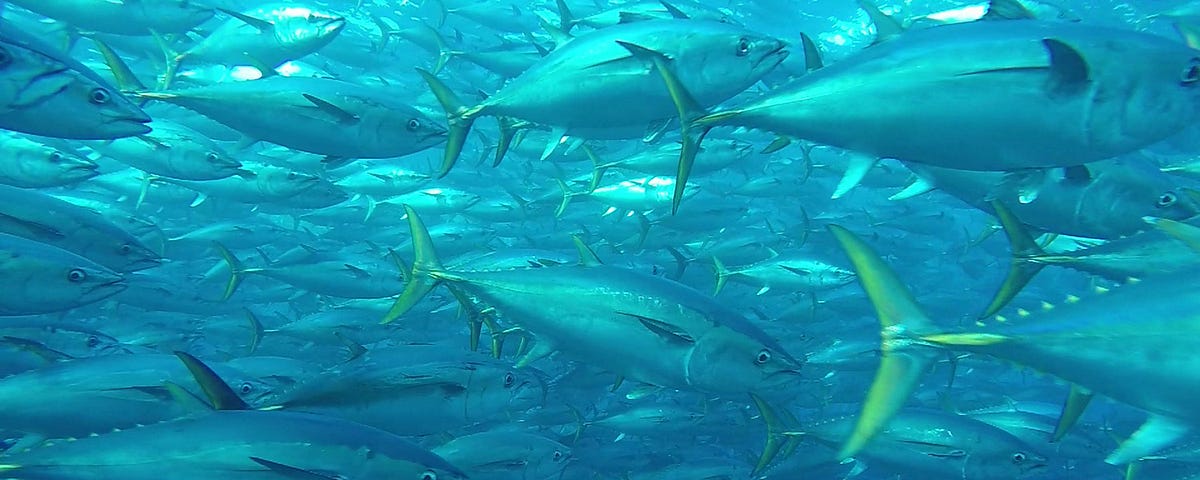 The seafood industry is ripe for platform disruption | by Jayson ...