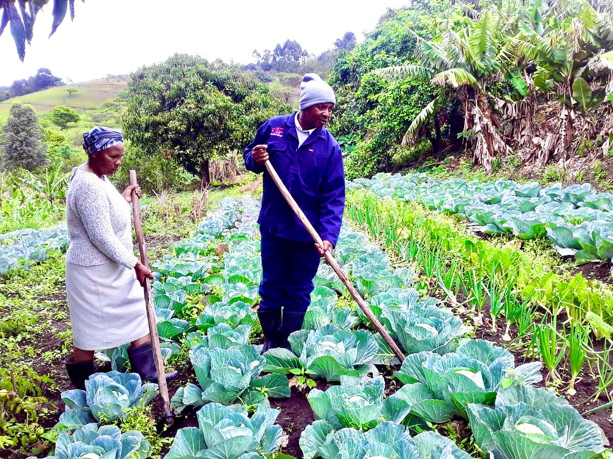 The Rising Food Prices Ignite Farming Boom in KwaZulu-Natal | by Qwabe ...