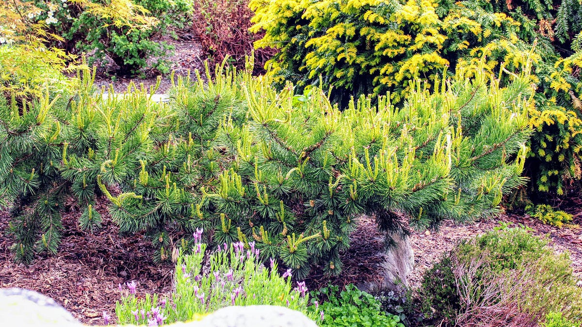 The Hillside Creeper Scots Pine: A Cascading Carpet for Slopes and ...