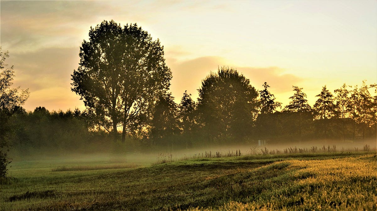 Plant a Sapling Today: Greener Tomorrows Start with You | Medium