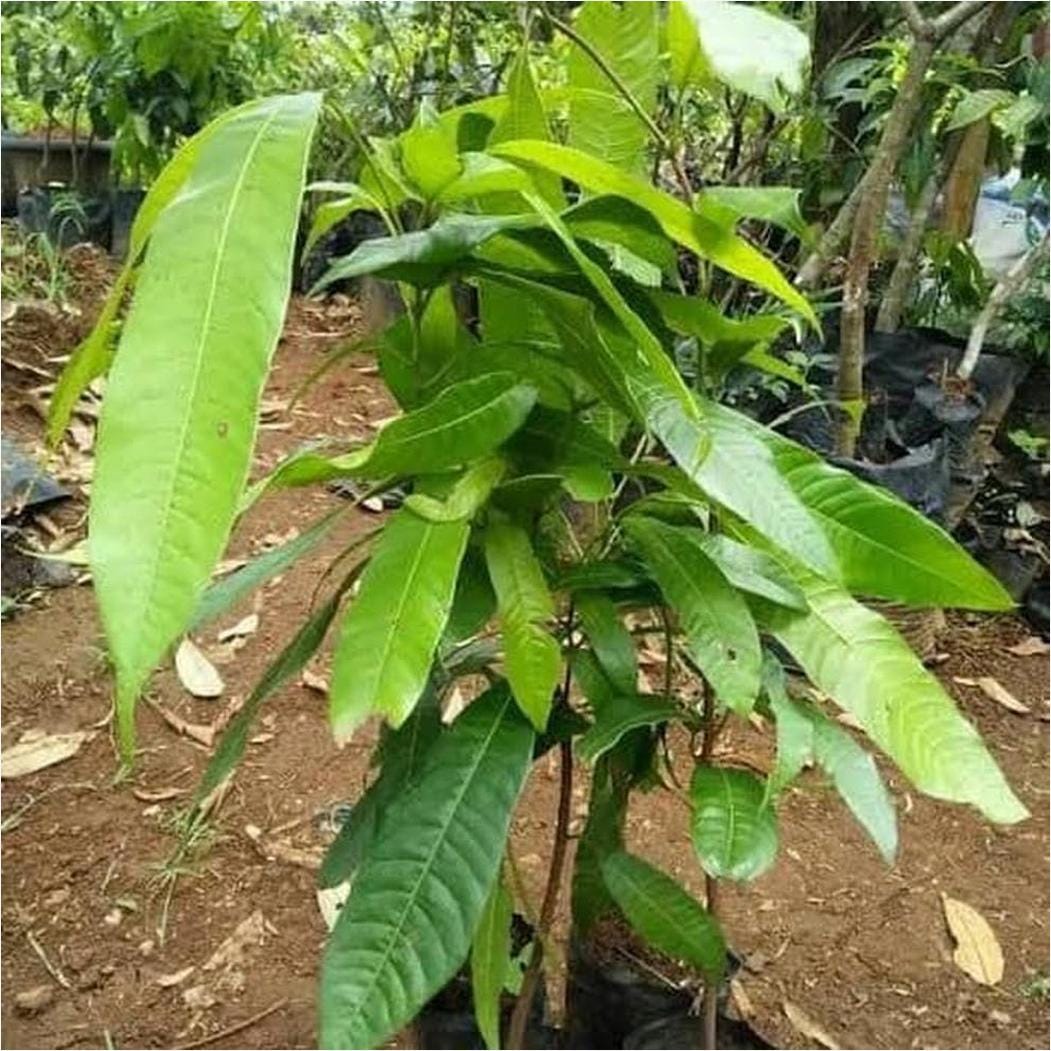 Bibit Pohon Gandaria — Tanaman Buah Jakate Jember Terlengkap | by ...