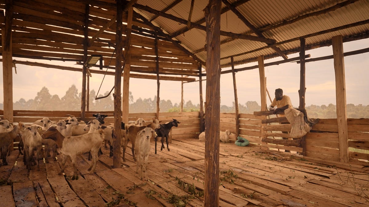 The Ghetto Goat Farm. The Ghetto Goat project came about… | by Lillie ...
