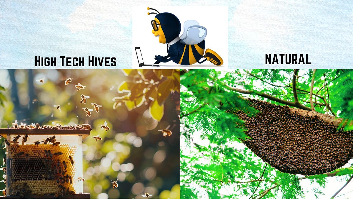 High-Tech Honey: Is a Personal Hive Worth Nature’s Superfood and Some ...