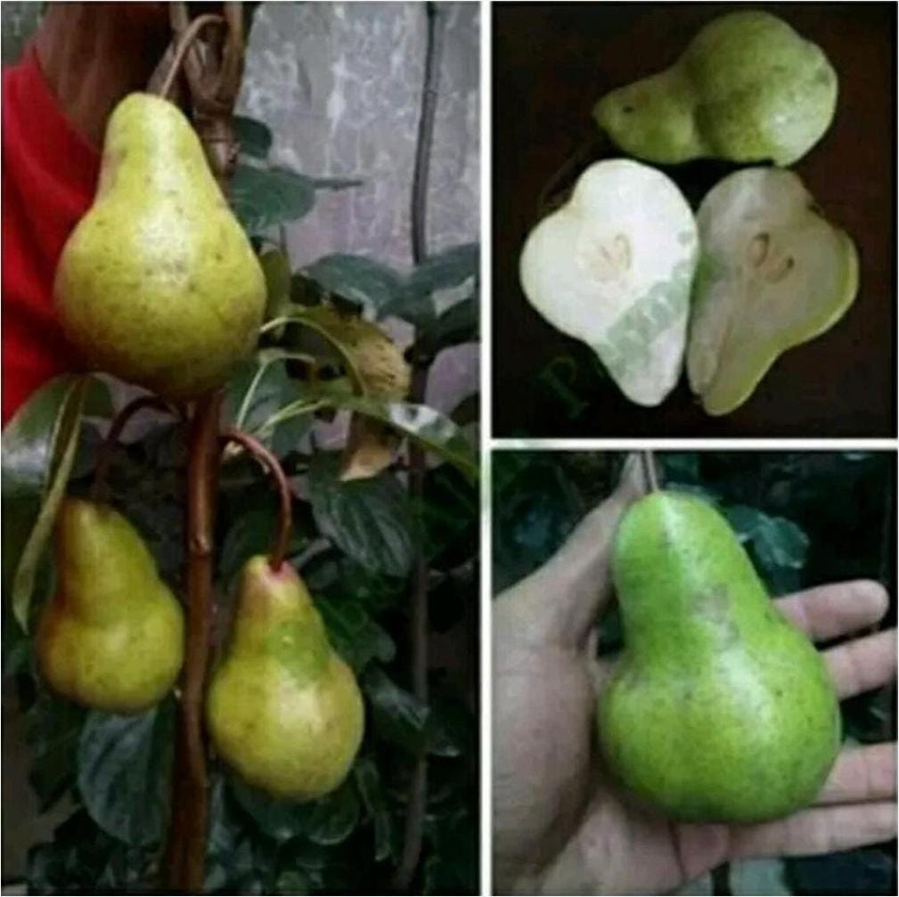 Okulasi Tanaman Bibit Buah Pir Pear Asia Hijau Kudus | by Sahale Asoka ...