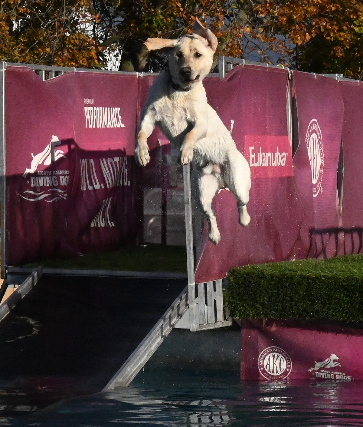 Flying Dogs!. Find them at a diving dogs competition | by John Dean ...