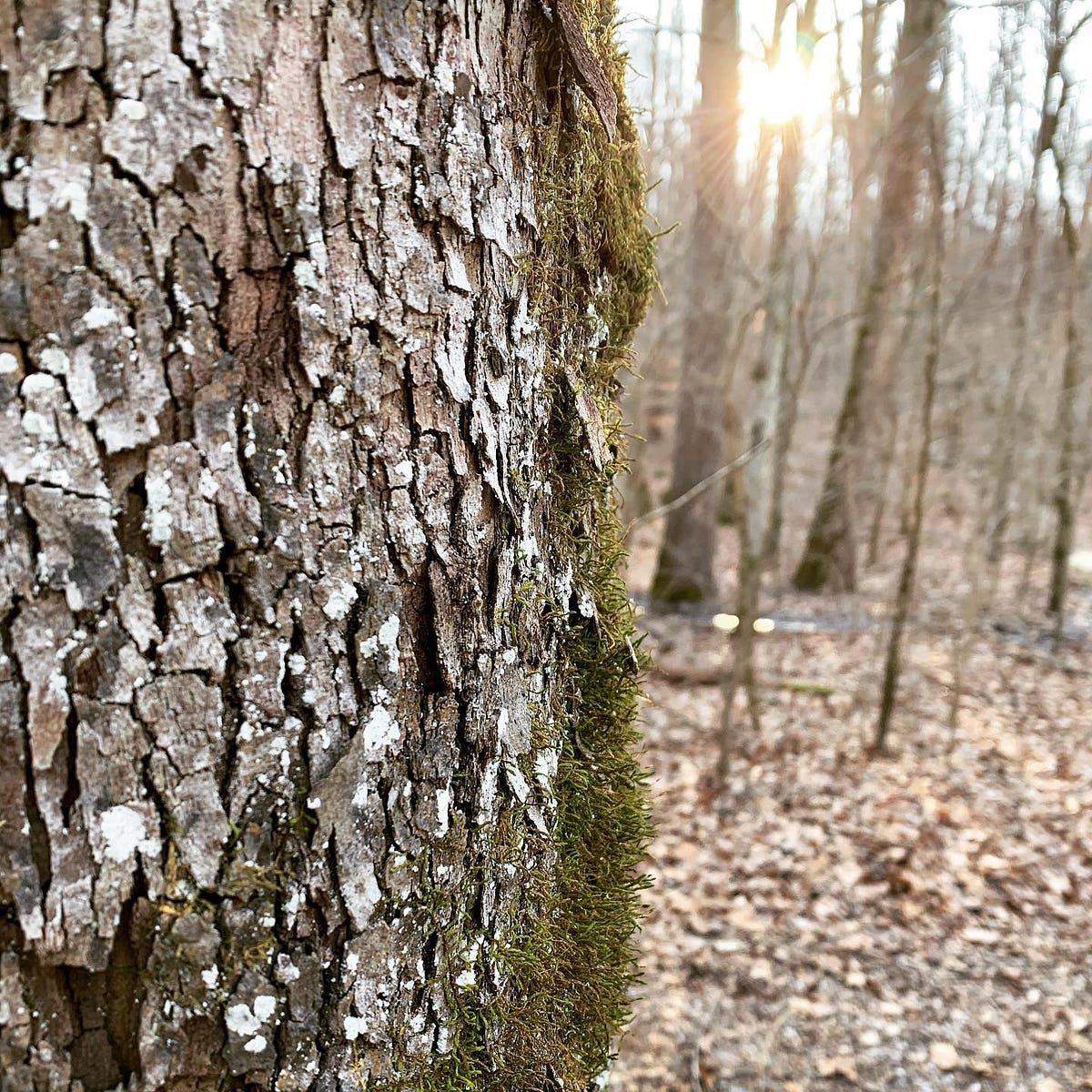 January woods. a poem of reverence | by Skye Nicholson | The POM | Medium