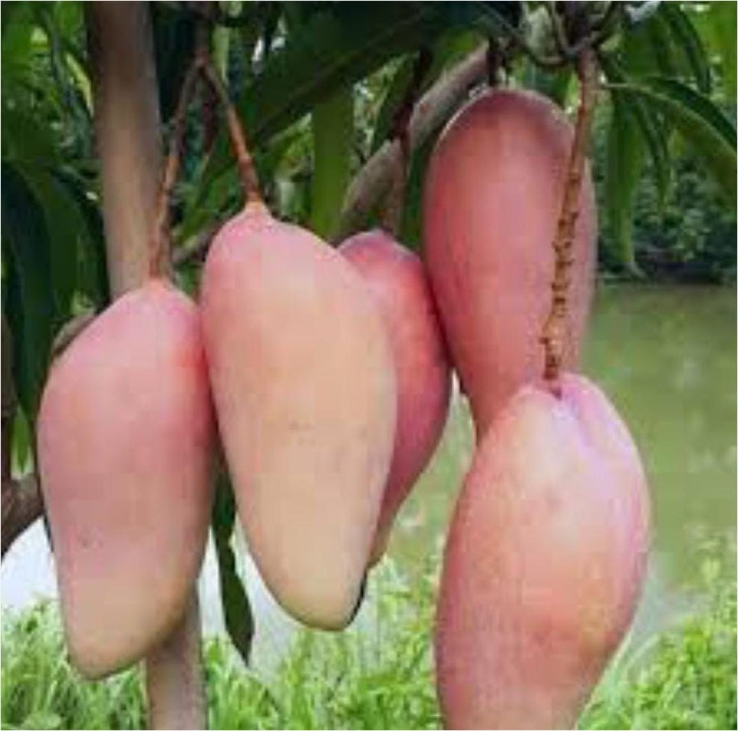 Bibit Mangga Red Ivory Pemalang Terbaik | by zahrah bibit | Medium