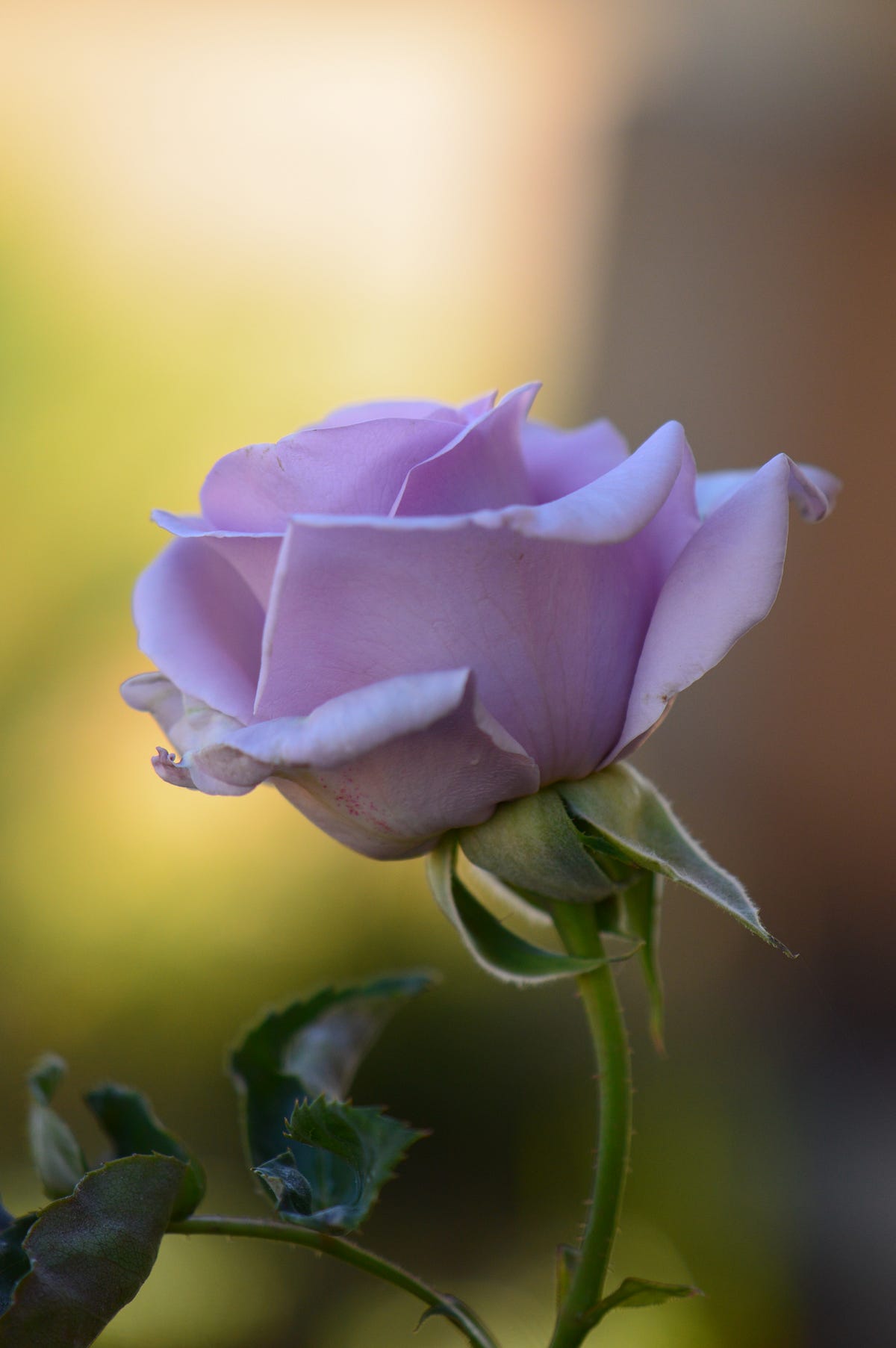 The Gardener to the Rose. a sonnet of growing beauty | by A. Christine ...
