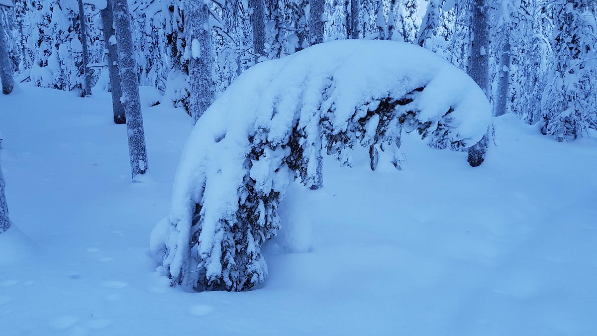 Resilience: The Art of Bending Without Breaking - The Shortform - Medium