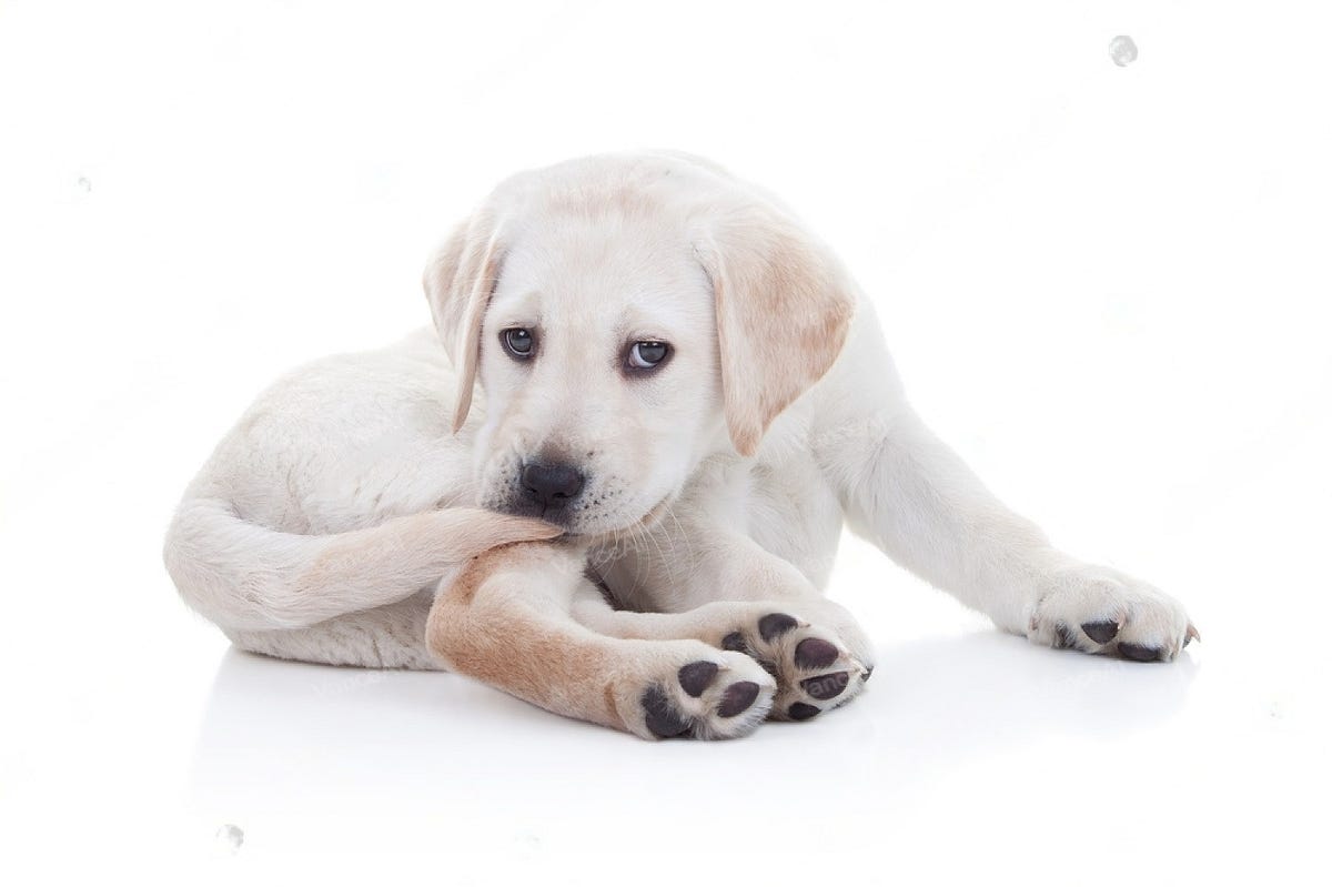 Dog’s Tail Biting Behavior and How to Stop It | by Tommy morgan | Medium