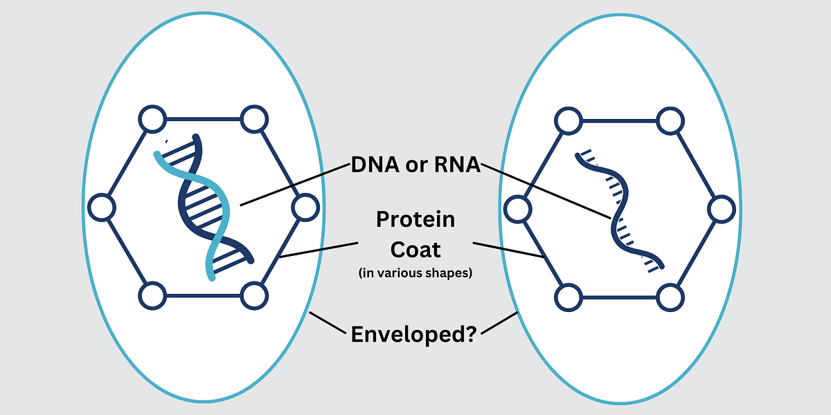 How Do Viruses Actually Work?. The form and function of life’s oldest ...