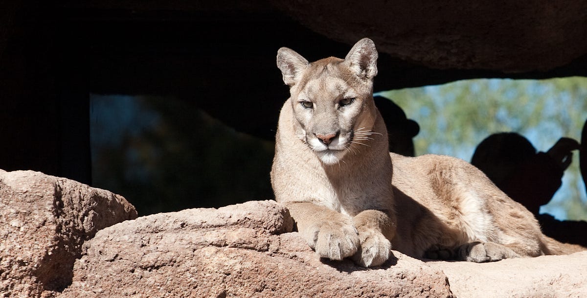 Animal Anthropophobia: The Fear of People | by Daniel Karp | Student ...
