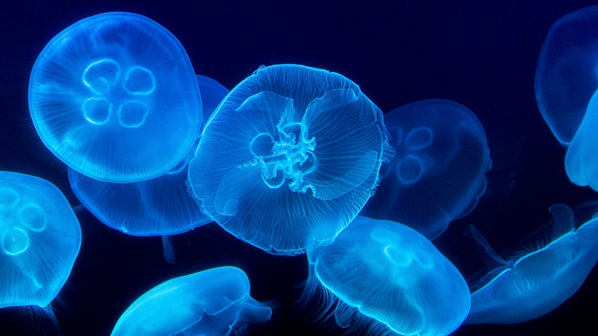 How Jellyfish ‘Think’ Without Brains (and Nine More Good News Stories) | by ️ Alexander Verbeek ...