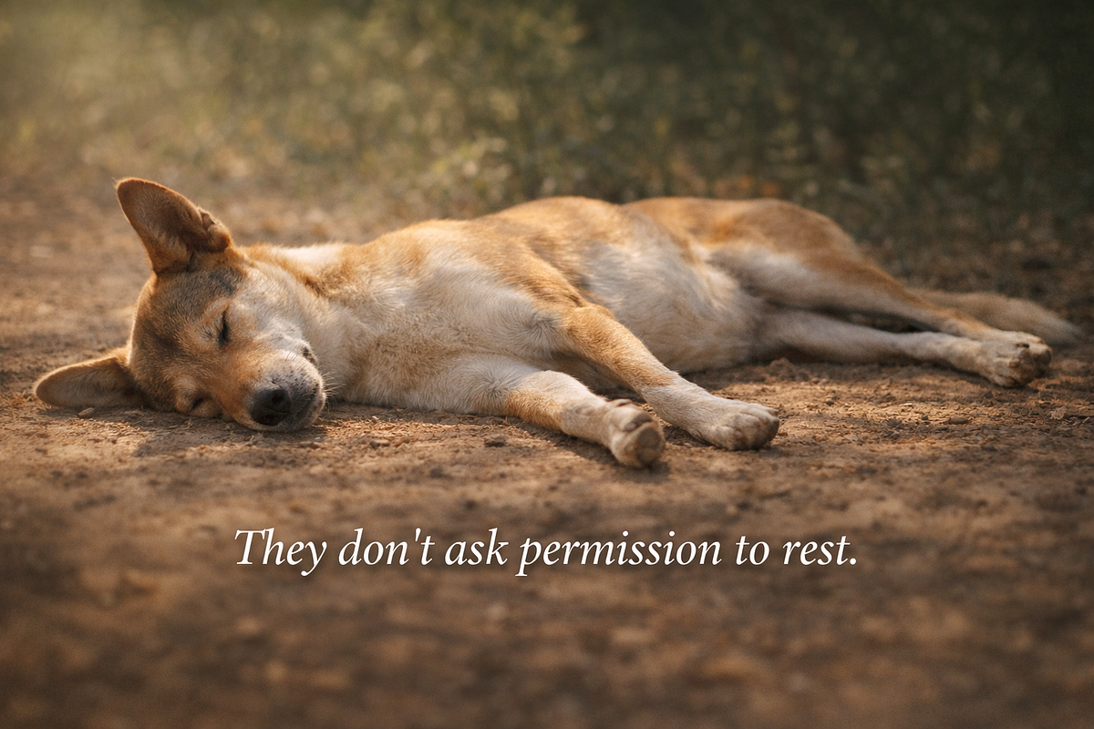 Animal Instincts: When Thinking Obscures Knowing | by LIFE'S MOMENTS ...