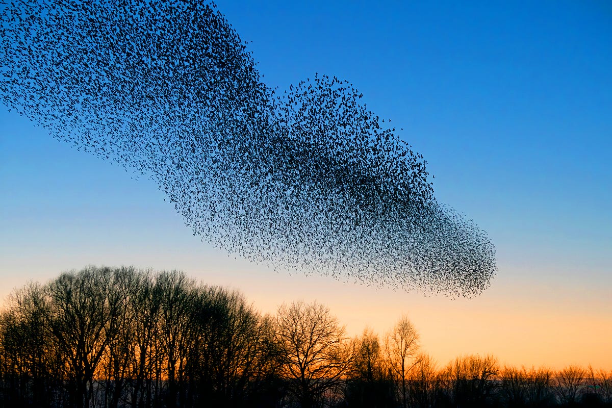 What Can Swarms Teach Us to Reduce CO2 Emissions? | Age of Awareness
