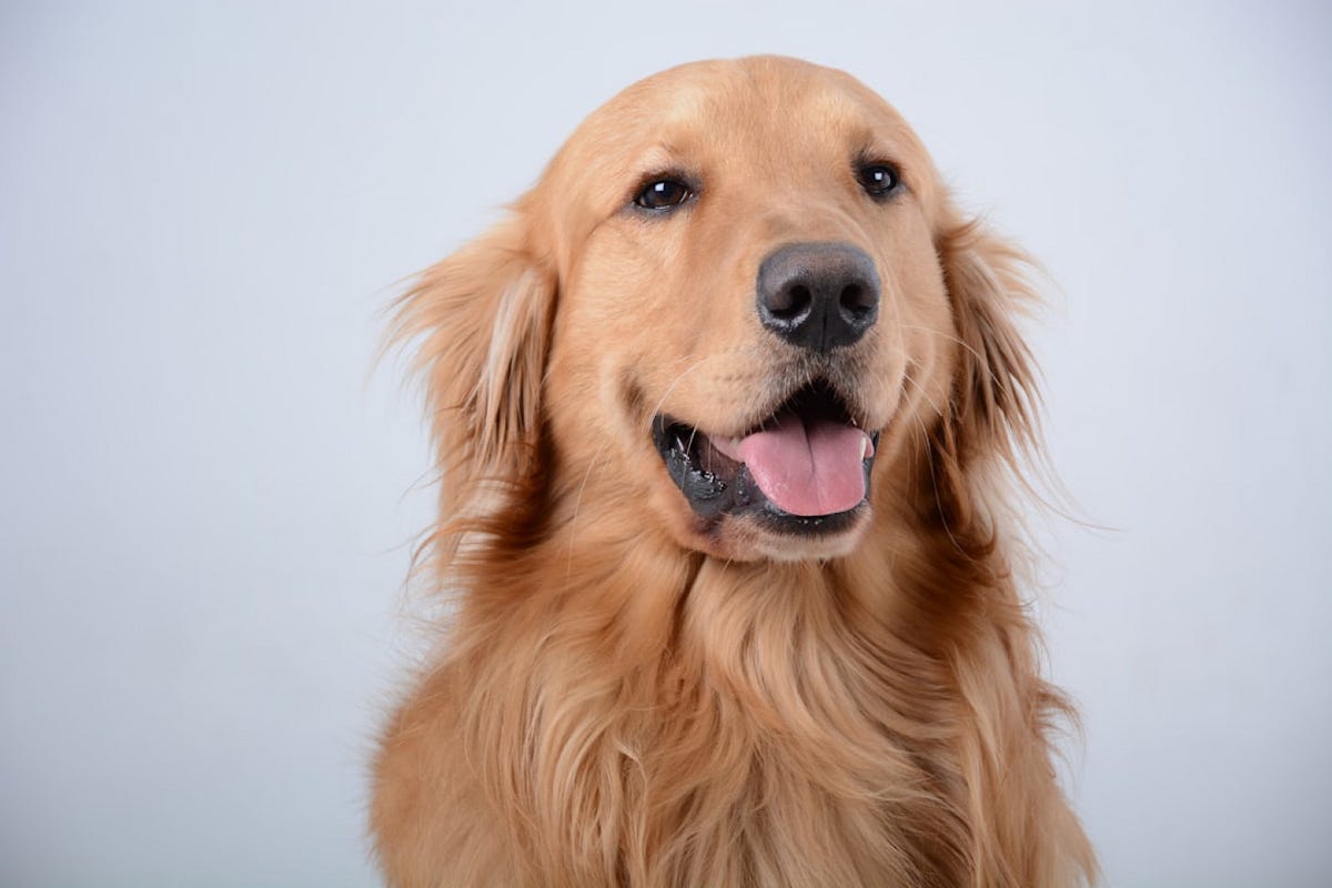 The Problem With the Golden Retriever and Black Cat Theory | by Carmen ...