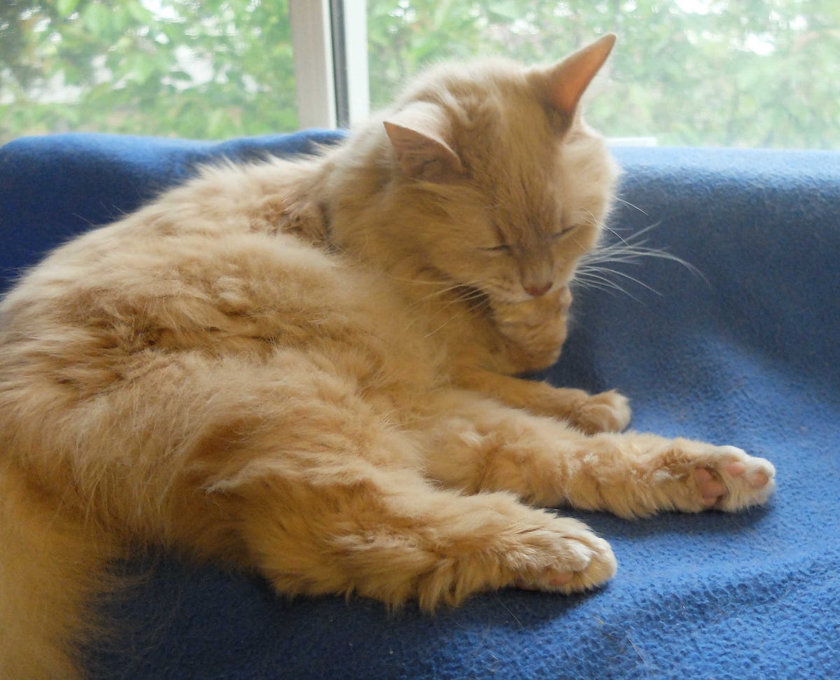 Caturday with Taffy - Catness - Medium