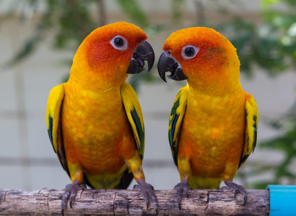 Types of Twins. Fraternal, Identical, Conjoined, and so many more! | Medium