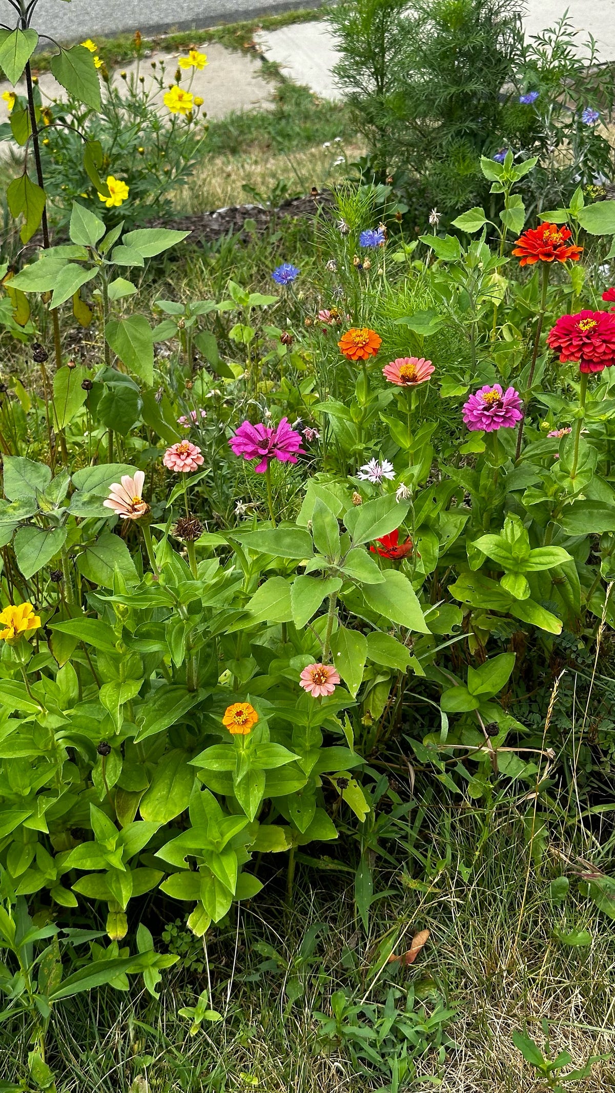 Bee-autifying Your Backyard: A Guide to Creating a Pollinator Paradise ...