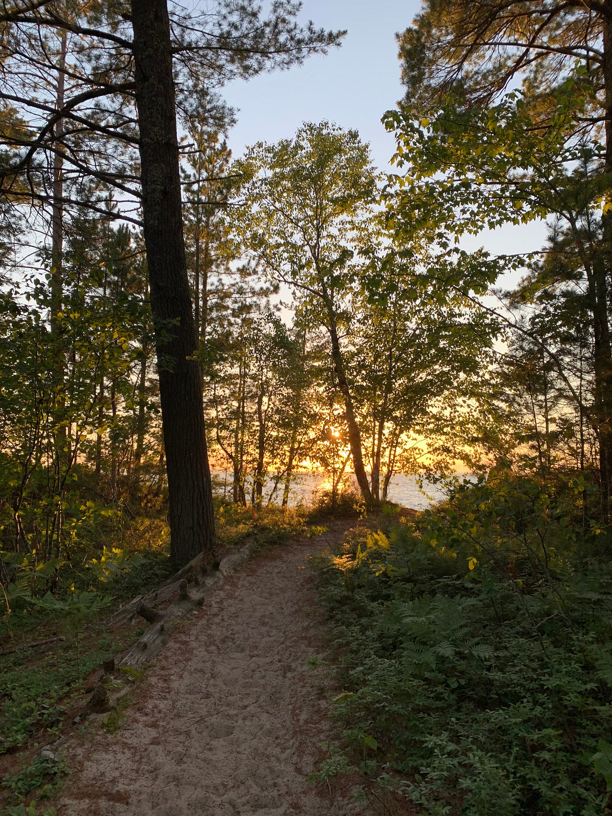 trees - JJ Grgurich - Medium