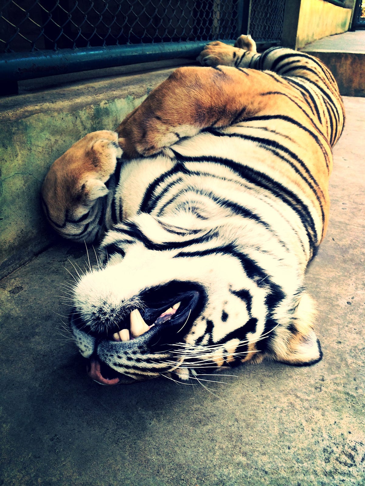 Visiting Tigers in Thailand, Why it’s a Bad Idea | by Hannah Marsala ...