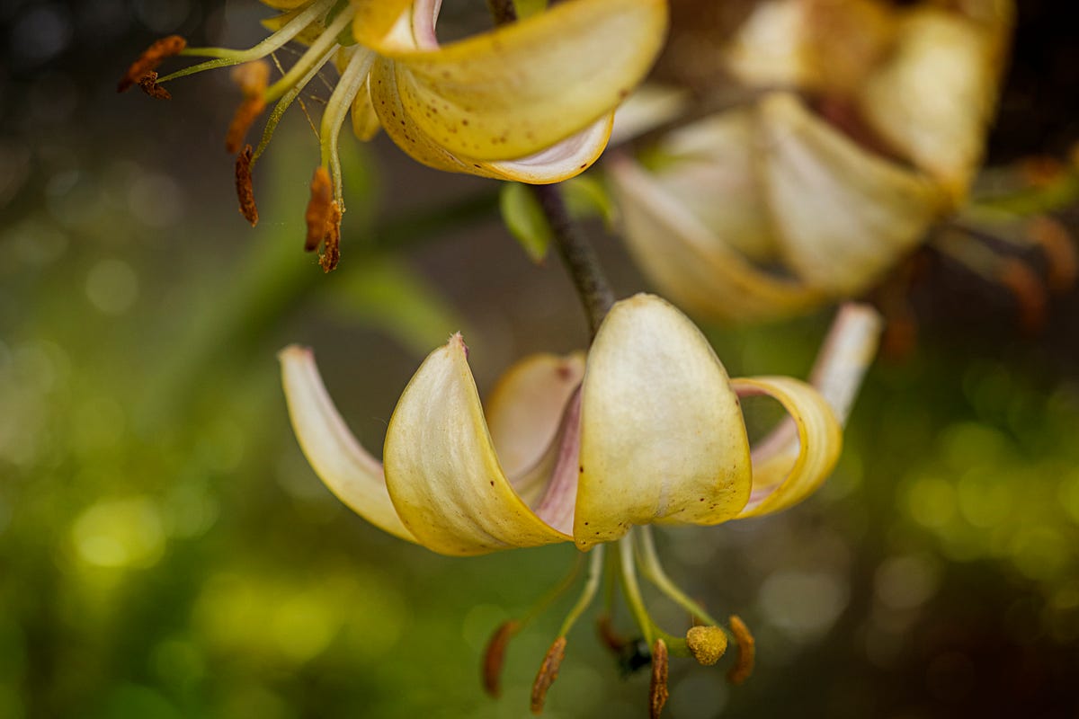 我的願景是「成為祖傳家園聚落誕生的推手」 - 魁洛痕 Yi Heng Lin - Medium