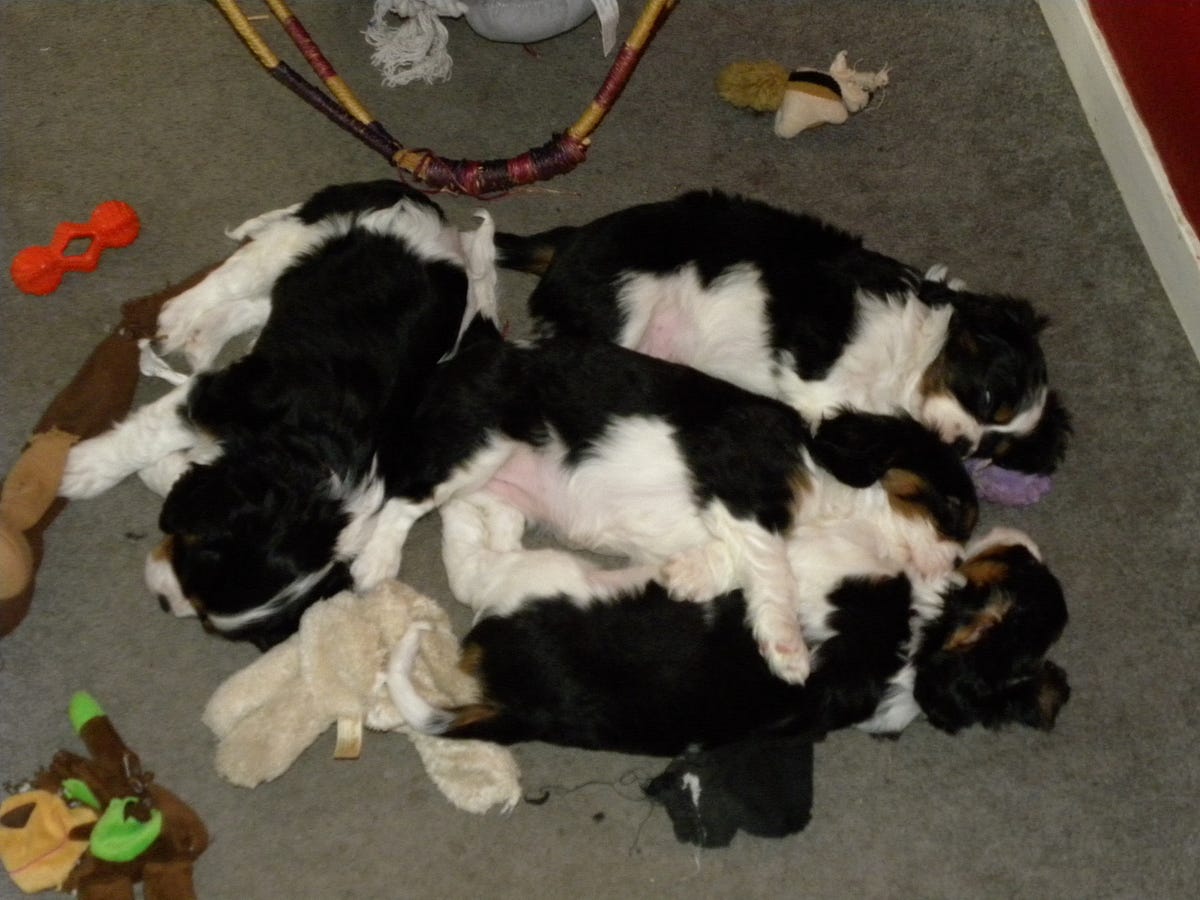 Dogs EVERYWHERE!!!: Why I Have SEVEN Dogs! Part Two: | by Nobbinmaug ...