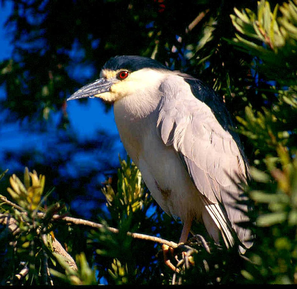 Birds Falling Out of Trees. “Come on down to the waterfront with… | by ...