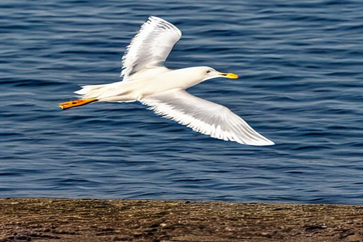 Seagull - 17 Onji - Medium