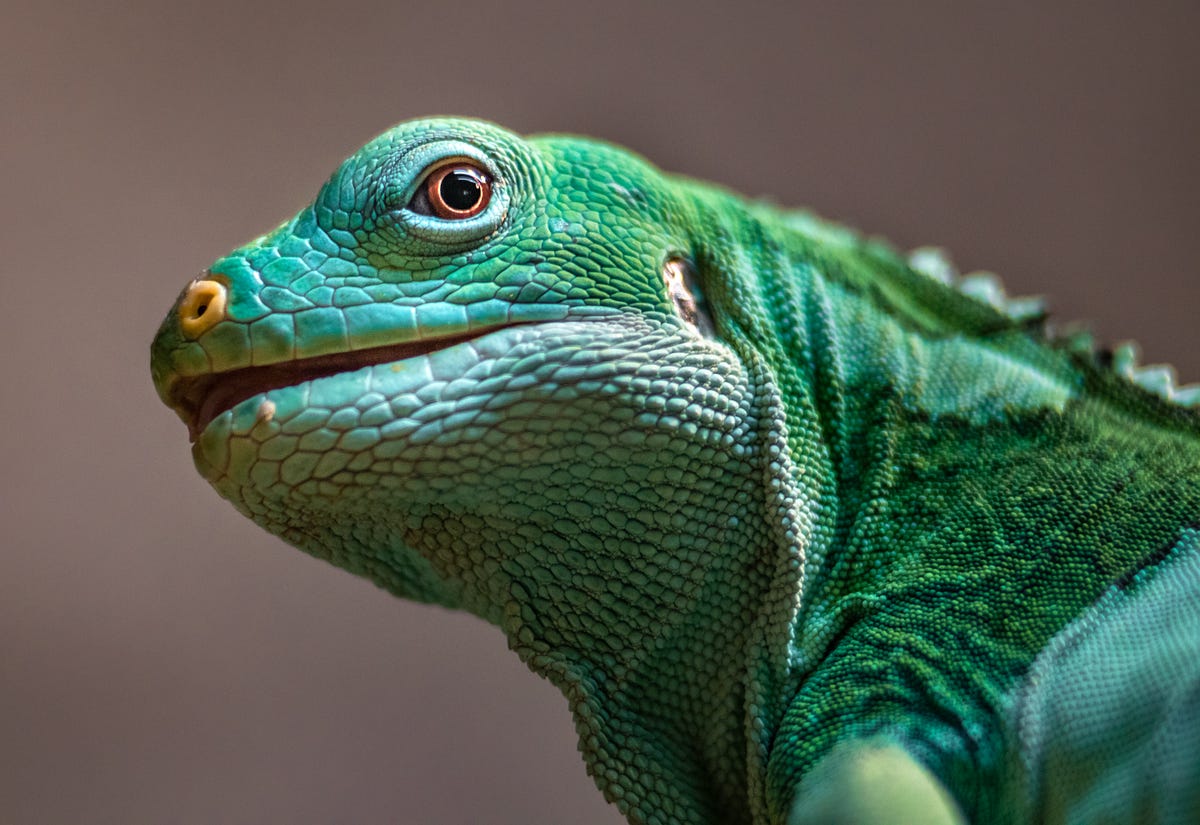 Top 10 Fascinating Facts About Reptiles You Need to Know ...