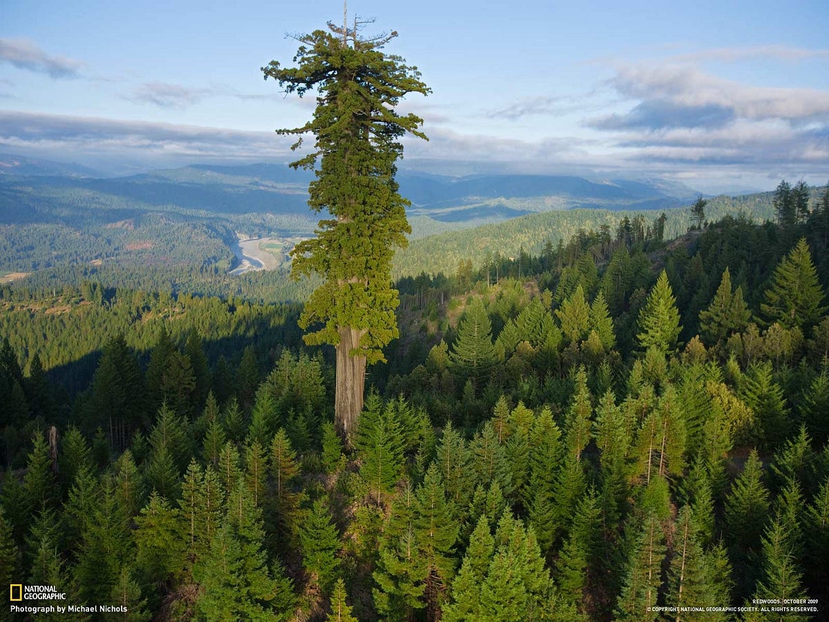 Hyperion.. Hyperion. The World’s tallest tree, a… | by ...