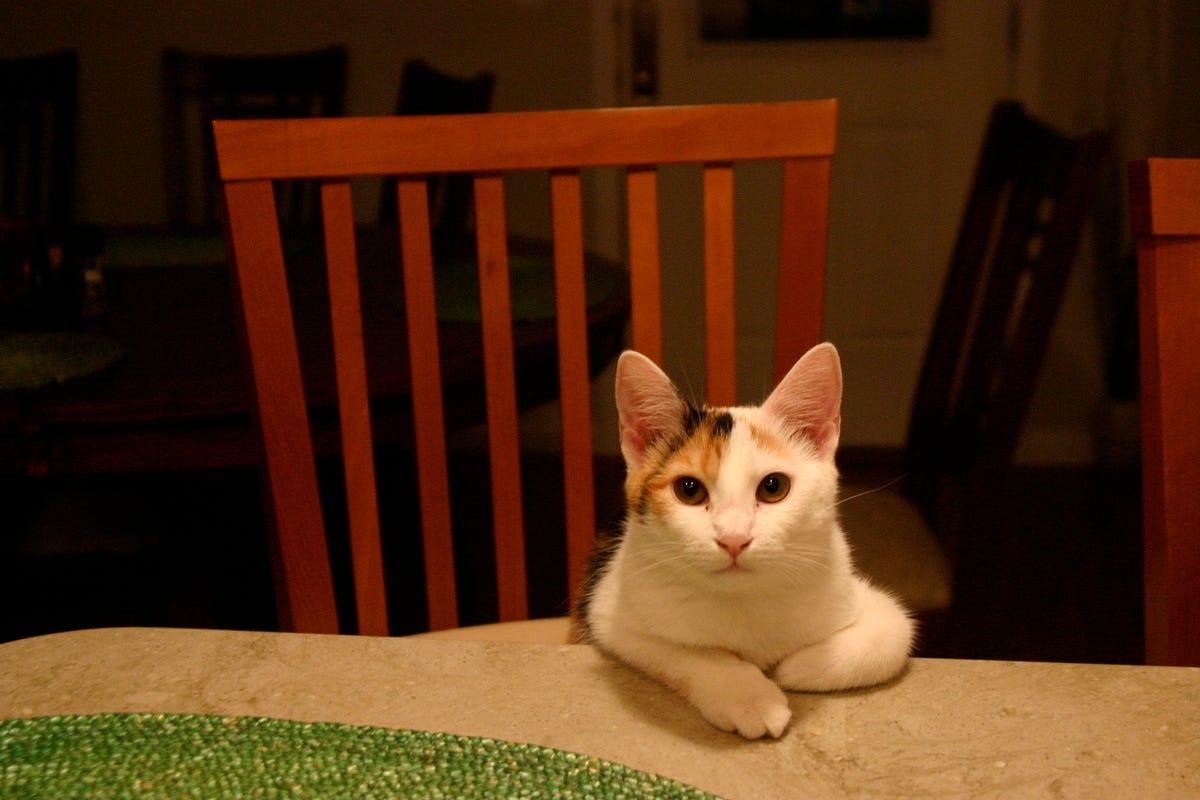 I Blame the Cat. The world is full of all kinds of… | by David Lucht ...