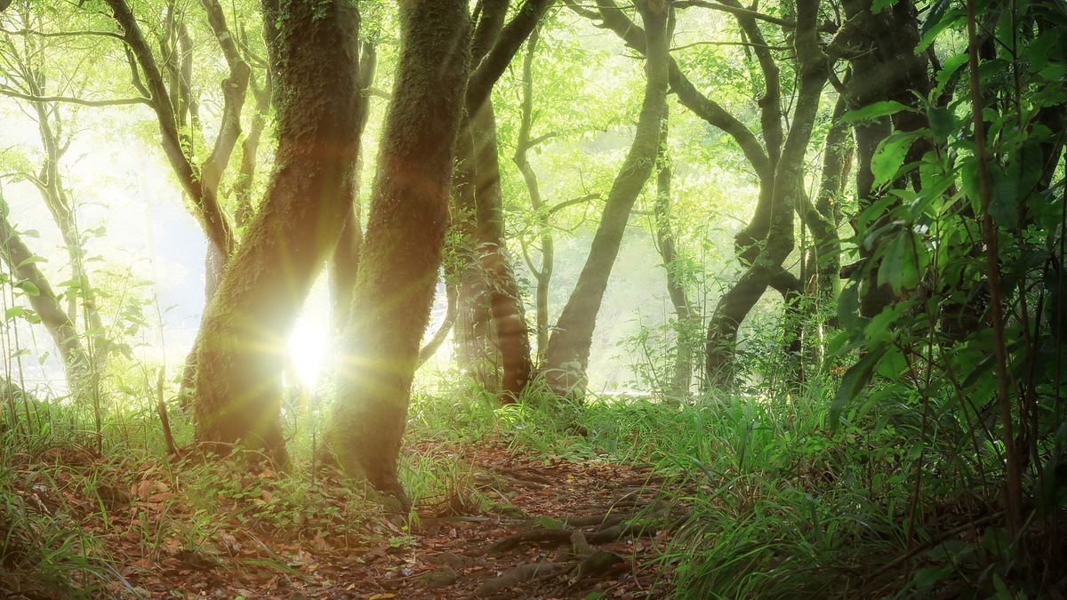 Chapter 4: The Haz-dra. Serial Fantasy Fiction: Monsters &… | by Effy J ...