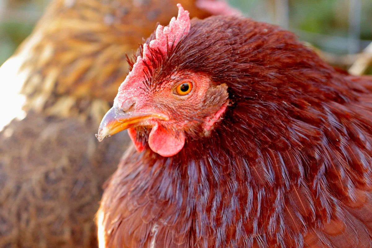 Chicken out: Dispatching Daisy Mae | by Linton Reynolds Hale | Medium