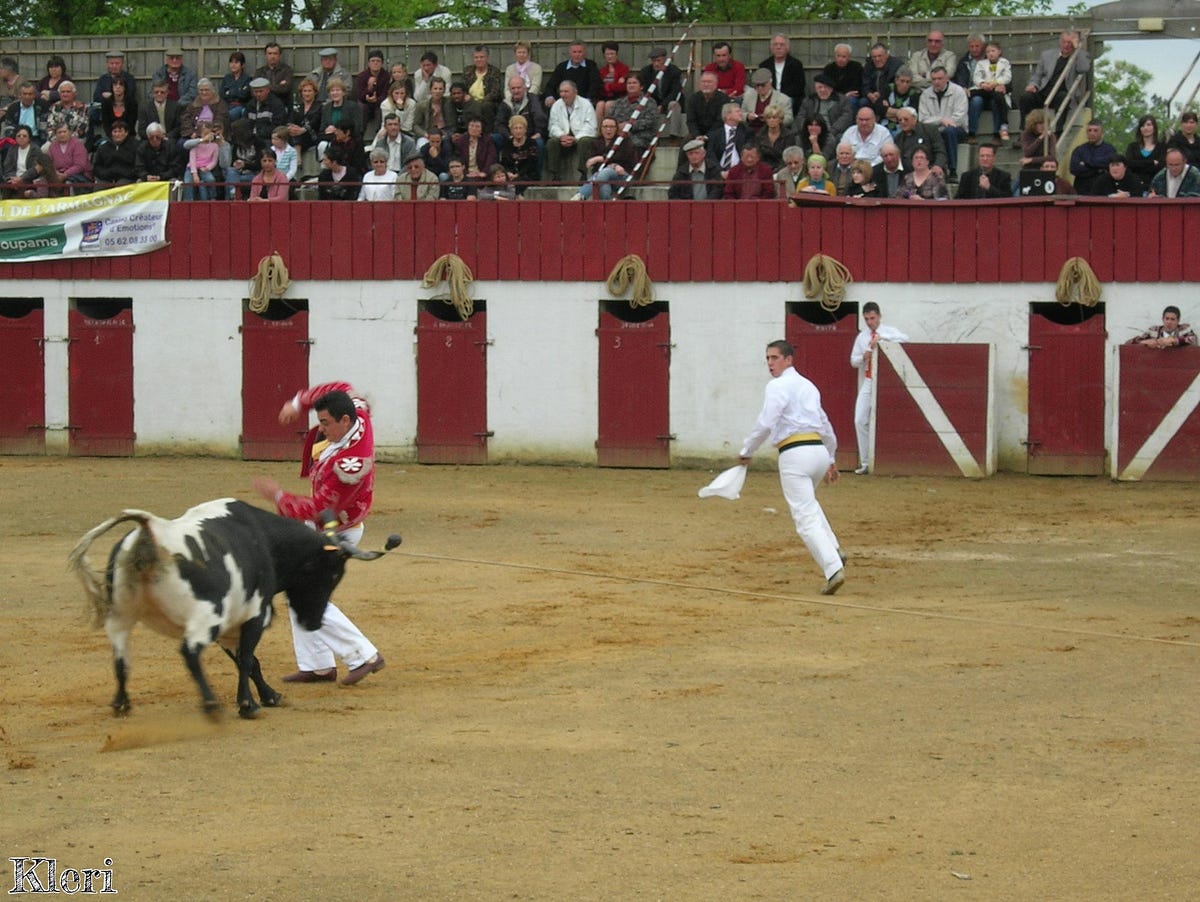Landaise-Style Bullfighting - The Daily Cuppa - Medium