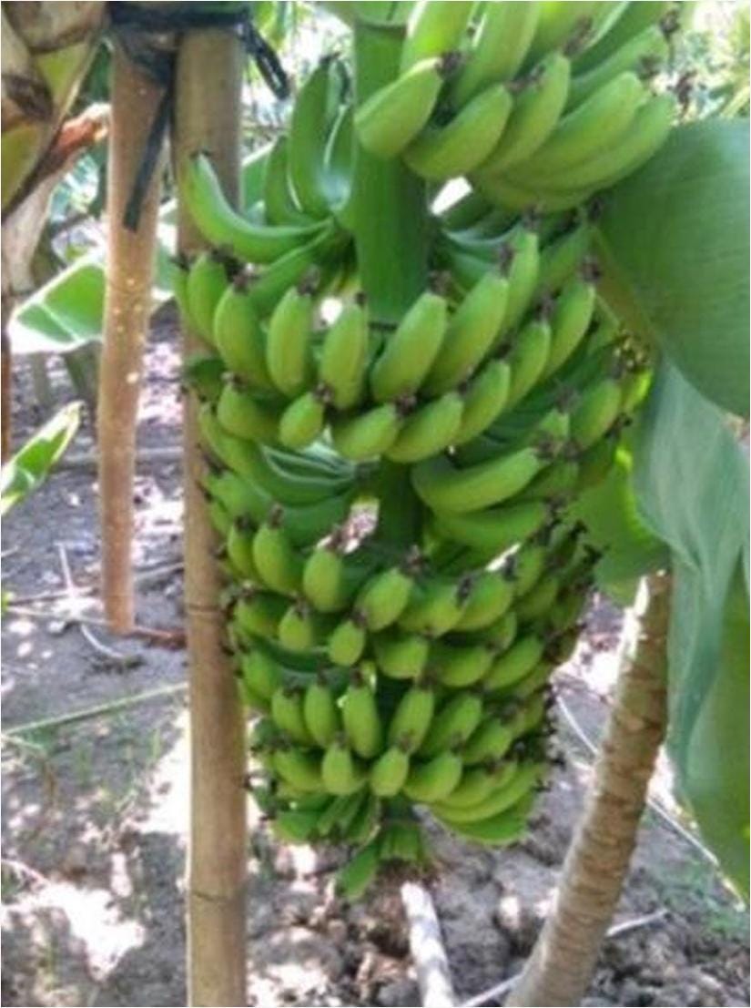 Bibit Pisang Morosebo Mini Pendek Berbuah Usia 7–9 Bulan Tanam Sekali ...