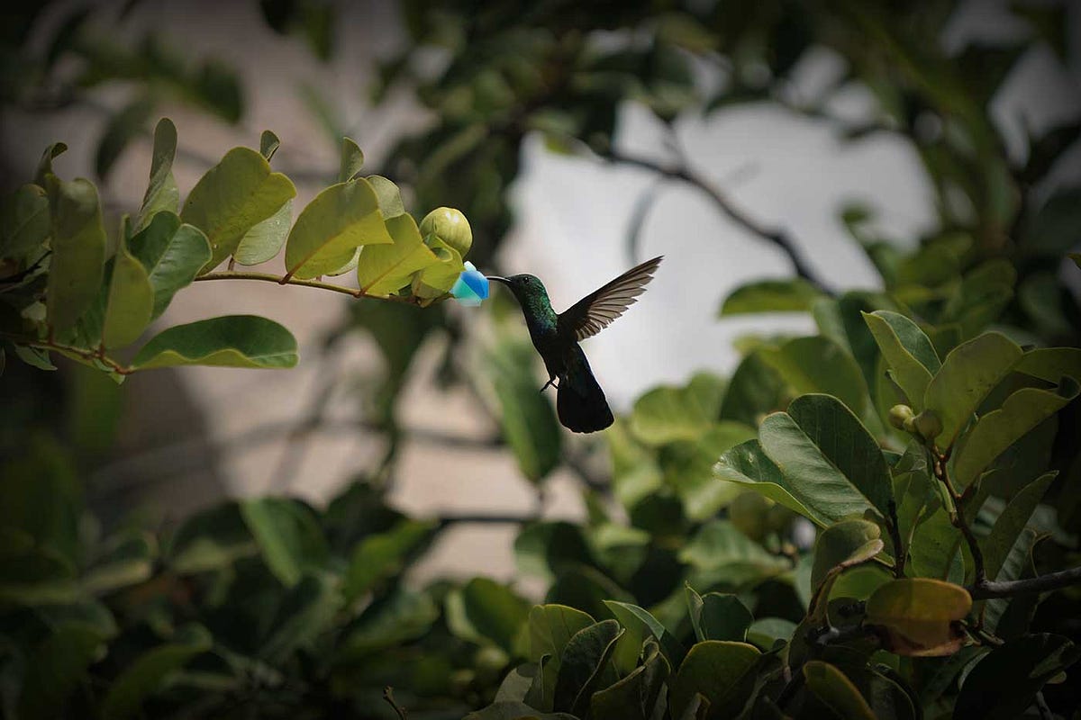 Learn Dart Before You Flutter. Given the ‘gold rush’ of technological… | by Jermaine Oppong | ITNEXT